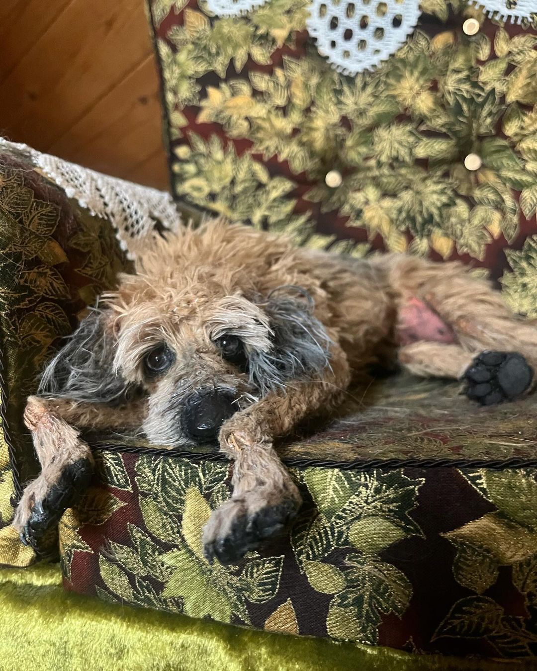 An old man and his dog, a tale for a broken world: Ronnie Burkett’s ...